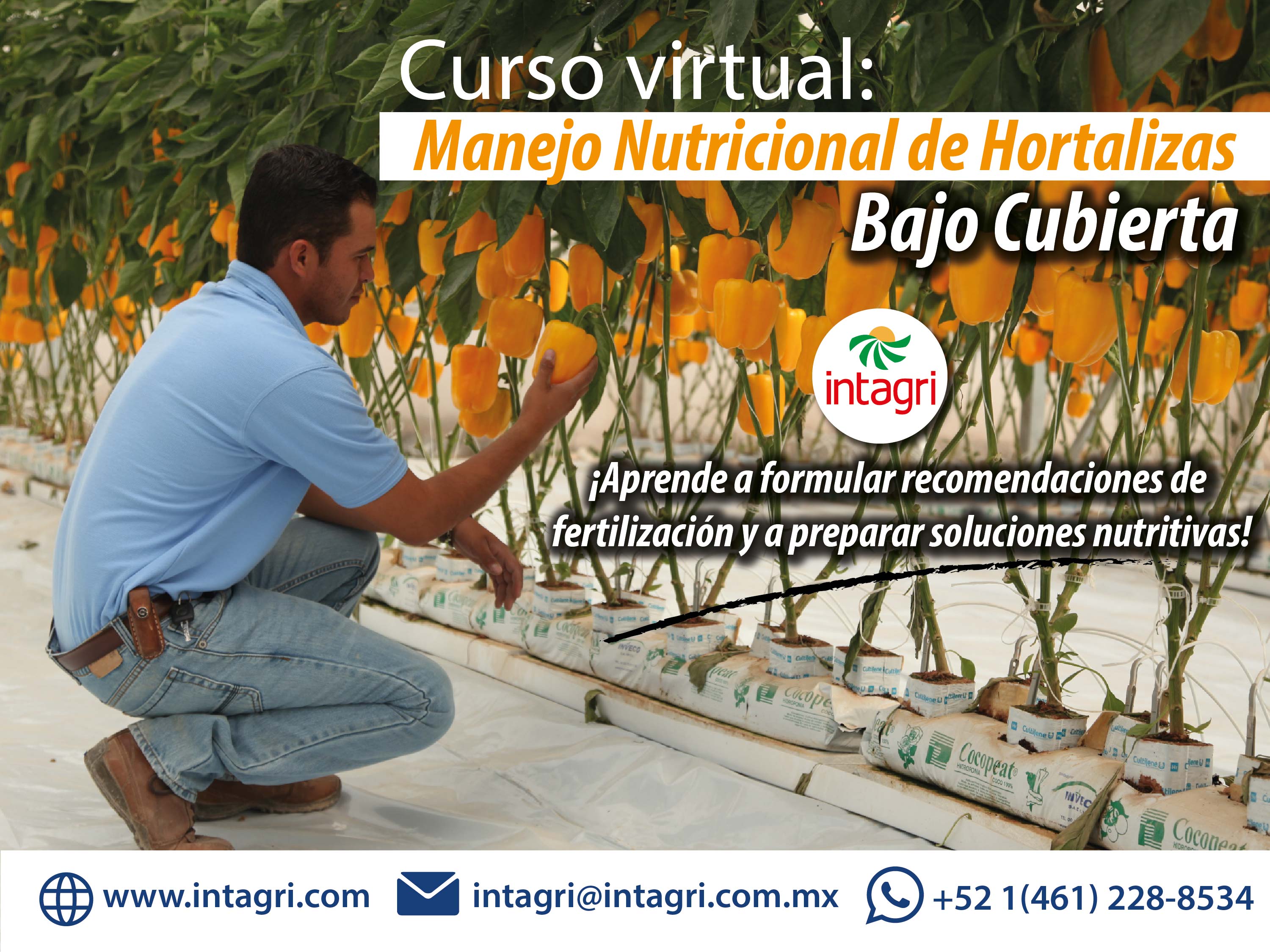 Curso virtual: Manejo Nutricional de Hortalizas Bajo Cubierta - Inicio | Intagri S.C.
